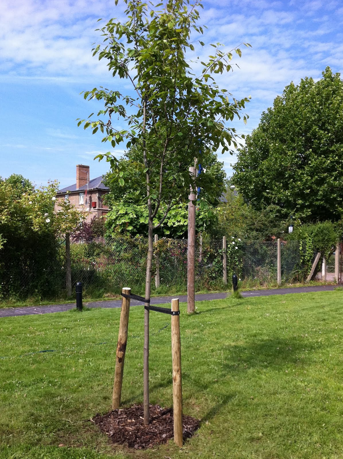 In Loving Memory of Motik O'Mahony: Motik's memorials