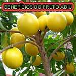 O fruto abiu e seus excelentes benefícios - Blog Doando Vida