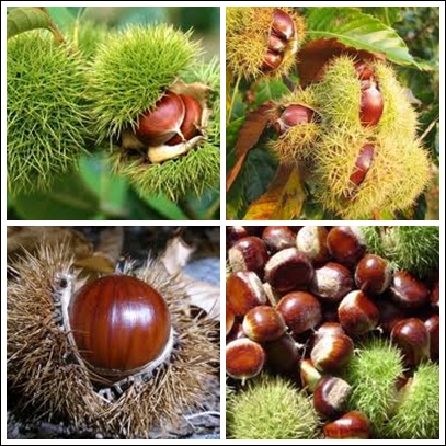 Blog Cikgu ERT: Kekacang