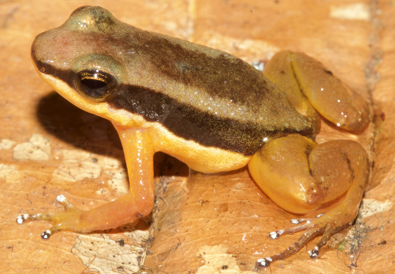 Species New to Science: [Herpetology • 2018] Allobates juami • A New ...