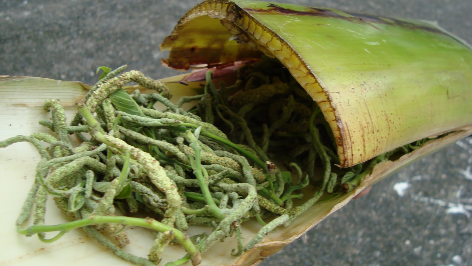 Living with Nature - School on Blog by Dr. Abercio V. Rotor: San ...