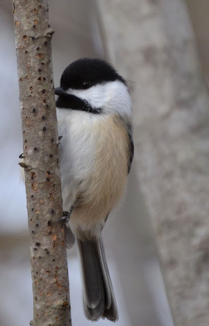 Woods Walks and Wildlife: Icy Woodland Sights, and the Cutest Chickadee ...