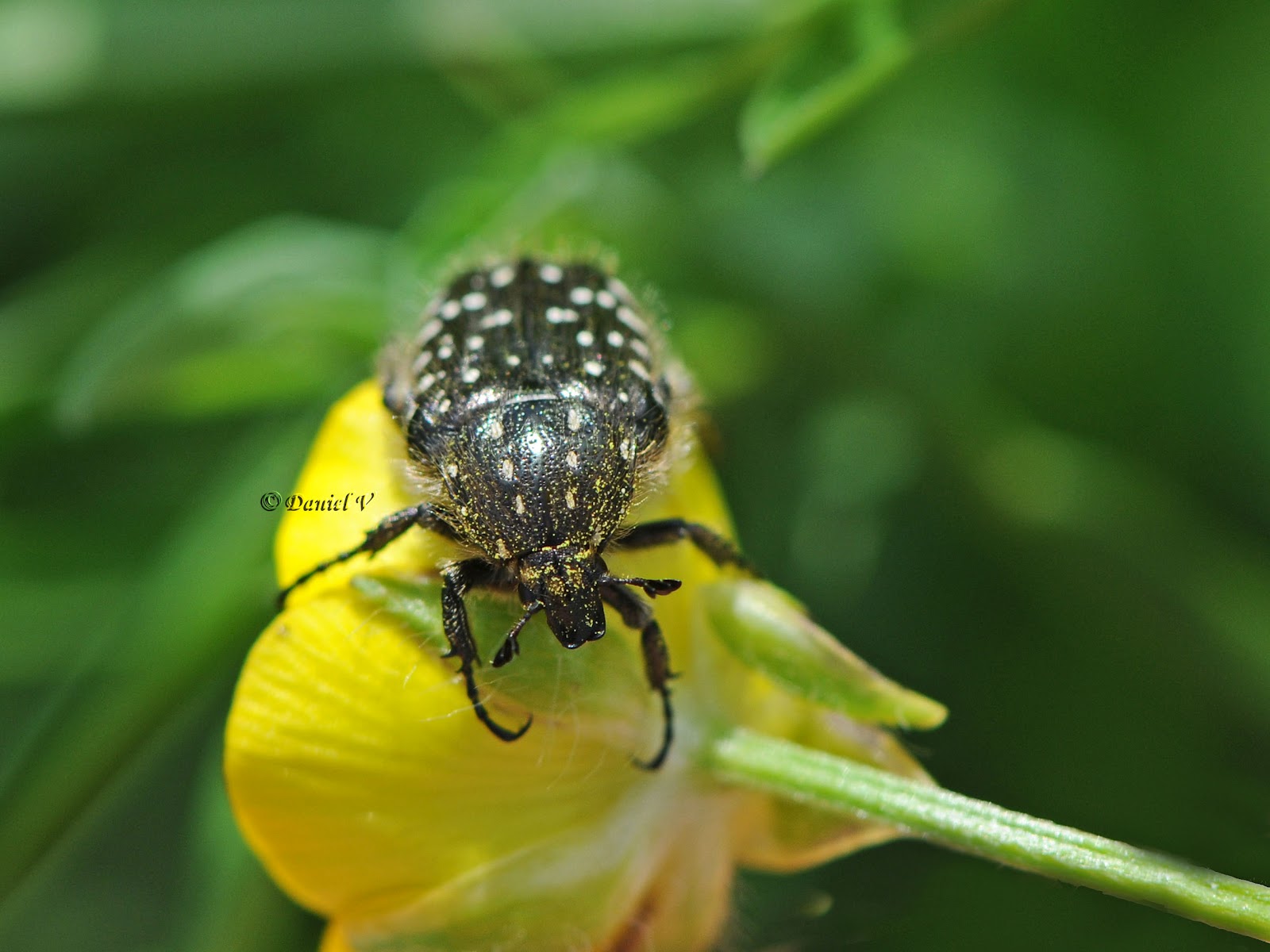 Macrophoto plaisir passion: Le Drap mortuaire, Oxythyrea funesta et ...