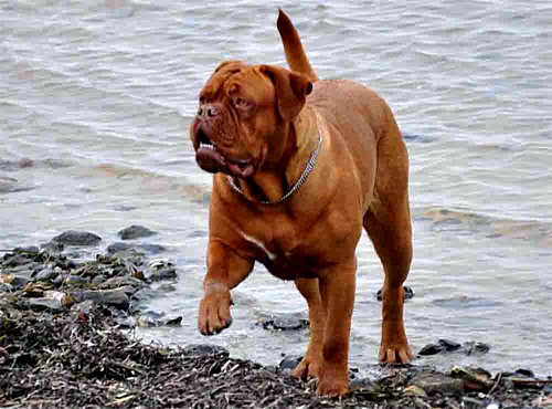 Dogue De Bordeaux