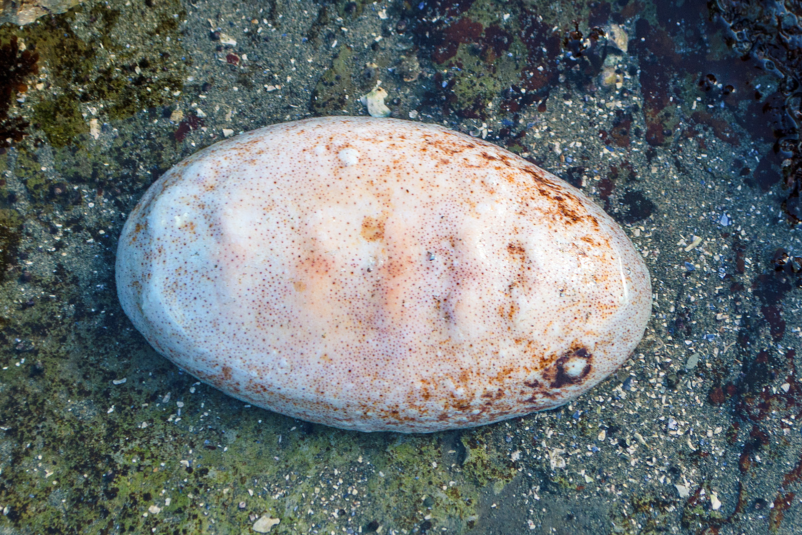 Wanderin' Weeta (With Waterfowl and Weeds): Whoppers