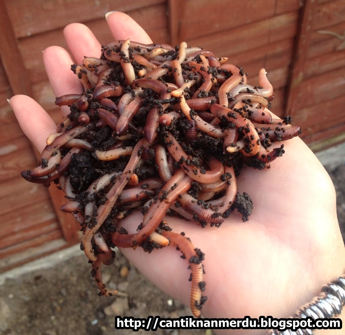 Budidaya Burung: Manfaat Cacing tanah untuk burung momongan anda