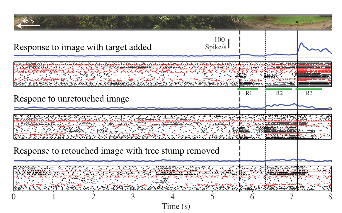NeuroDojo: Catching a fly with a dragonfly eye