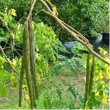 Sojne Phul Fry and Paturi - Drumstick Flower