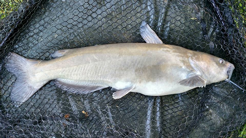 Michigan Carp Fishing Blog: Small Mouth Buffalo, Channel Catfish ...