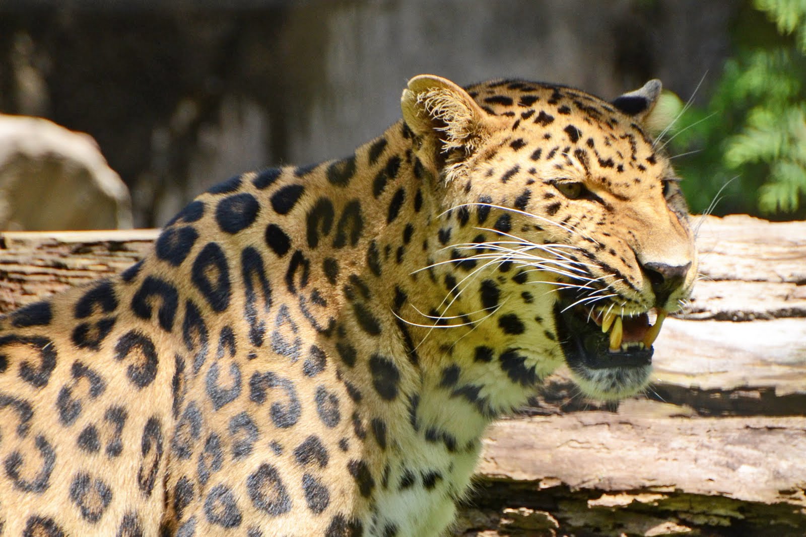 Snippets from Springdale: Zoo Zunday