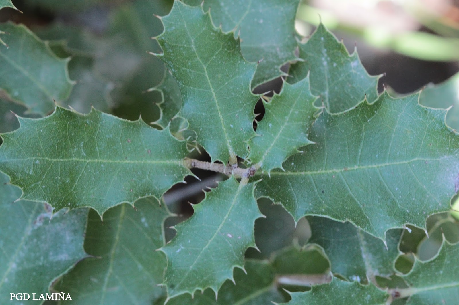 QUERCUS COCCIFERA. coscoja.
