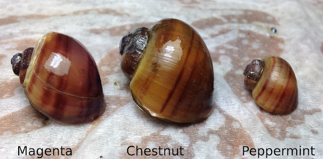 Swamp Rat Tracks: Mystery Snail Colors