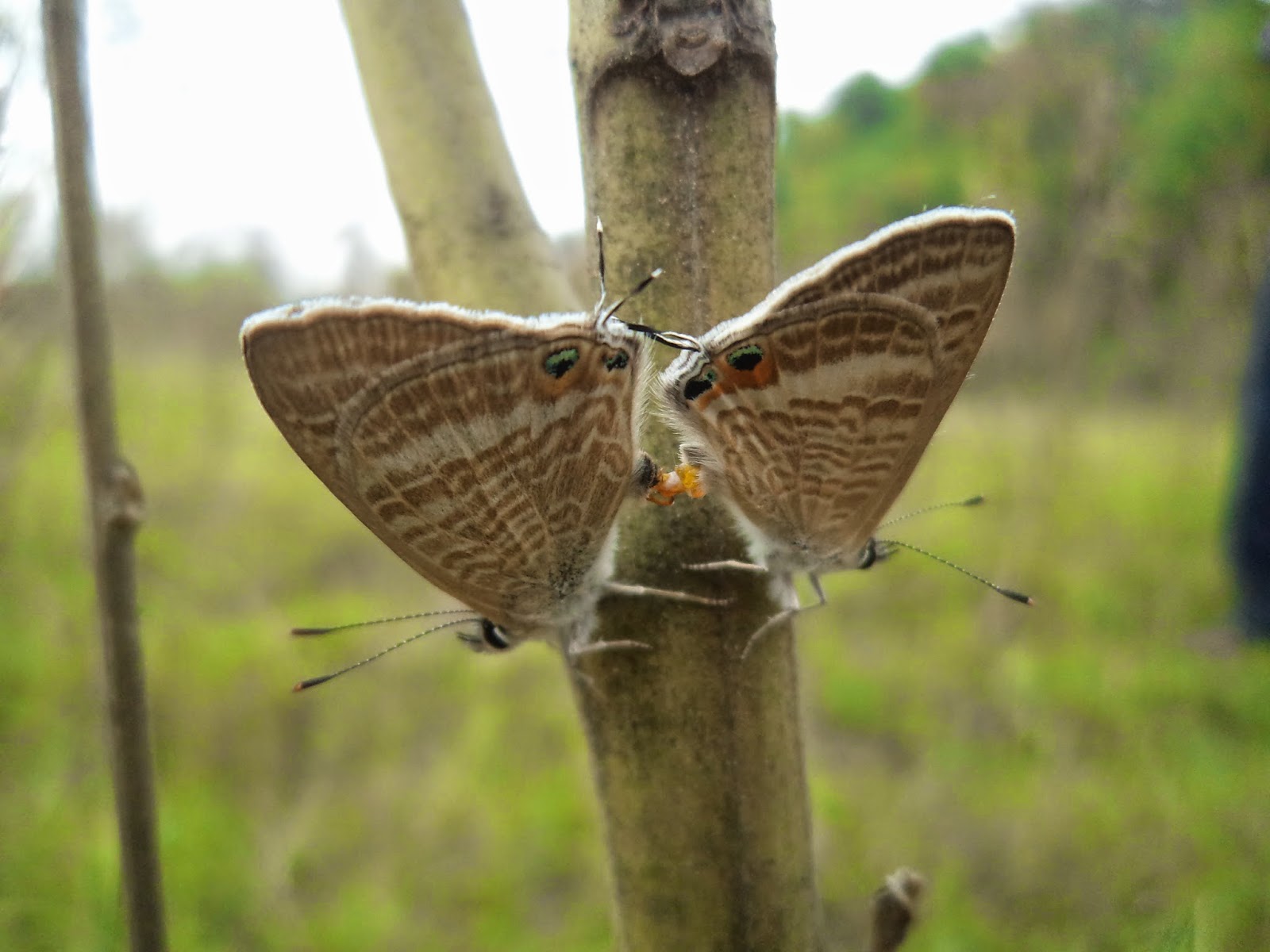 Its Sandy's World...: Some real field photos of Insect Pests of Pigeon ...