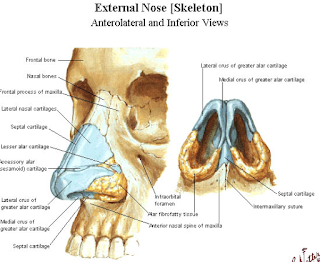 lemon tea and cookies: REFERAT ABSES SEPTUM NASI