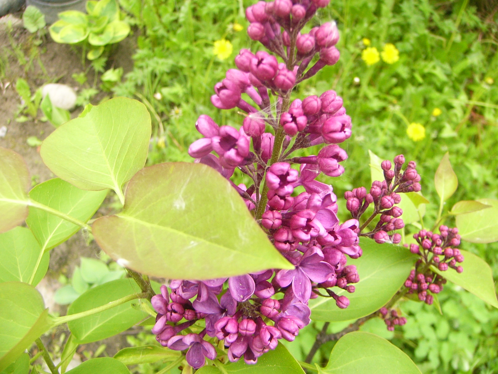 Le paradis floral de Caroline: Syringa vulgaris «Charles Joly» (lilas ...