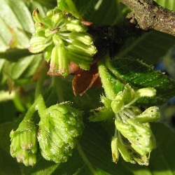 Paisajista Laila Huber: ÁRBOLES NATIVOS: Nothofagus nervosa o ...