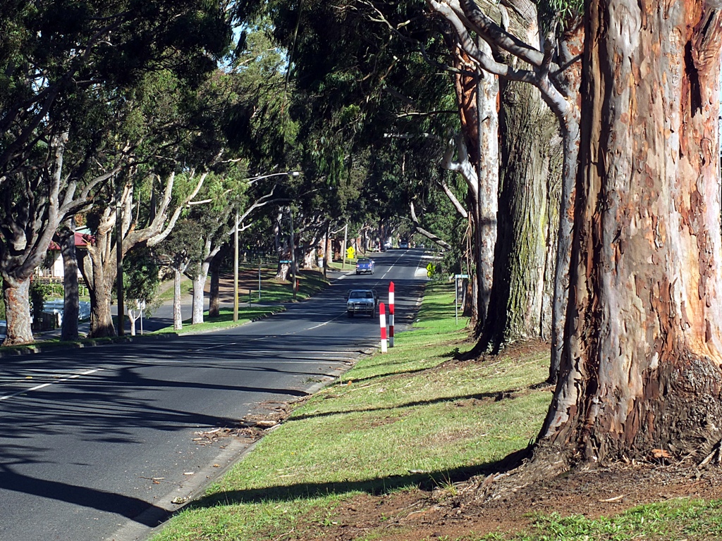 Friends of Drouin's Trees: May 2016