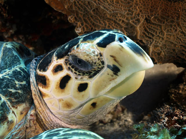 REVISTA AMBIENTAL ECOSOCIALISTA : LA TORTUGA DE CAREY (Eretmochelys ...