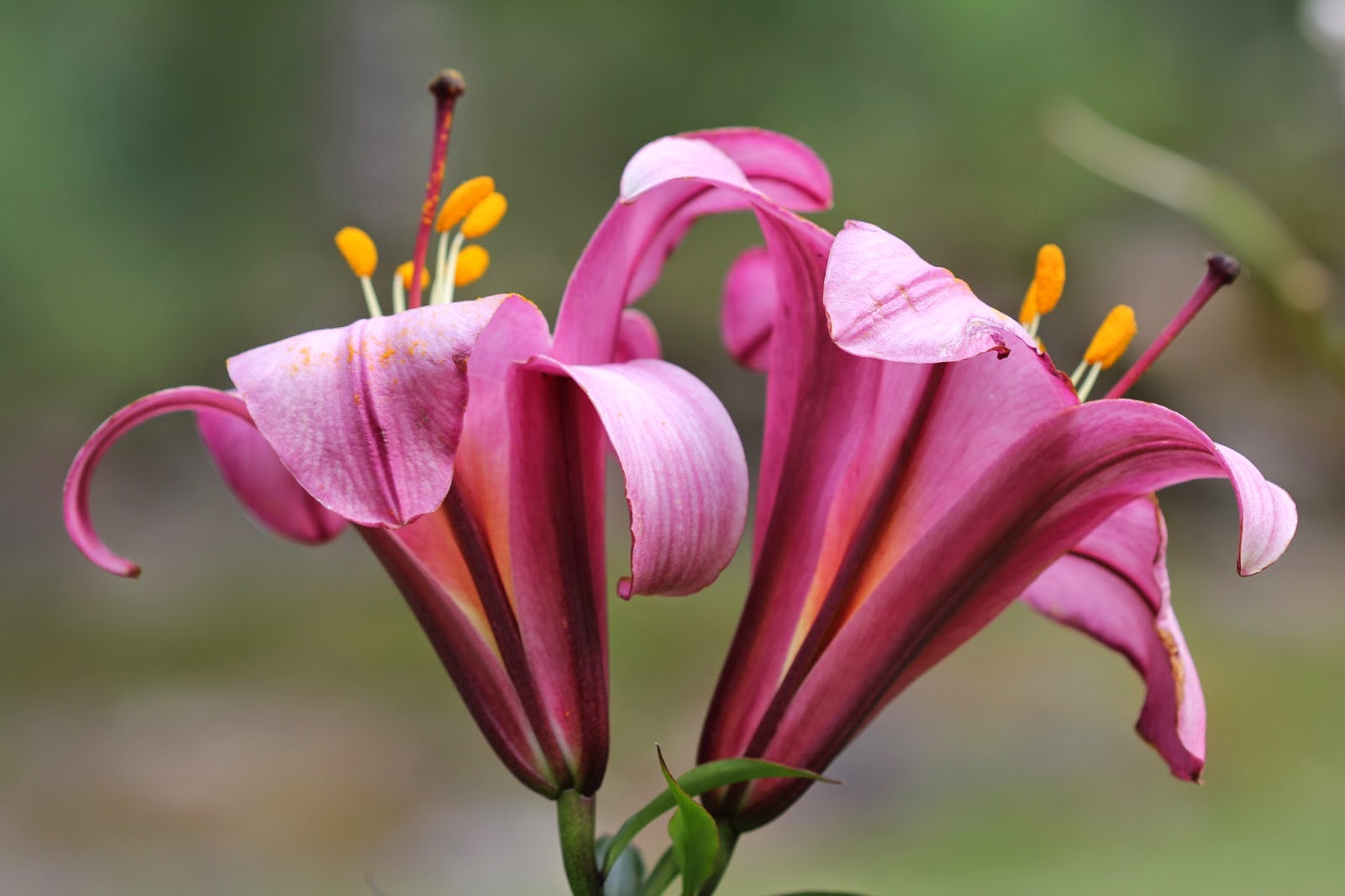 Enerhagen : Livlige Liljer