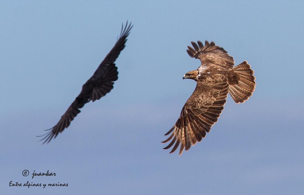 Entre alpinas y marinas.: Ratonero canario.