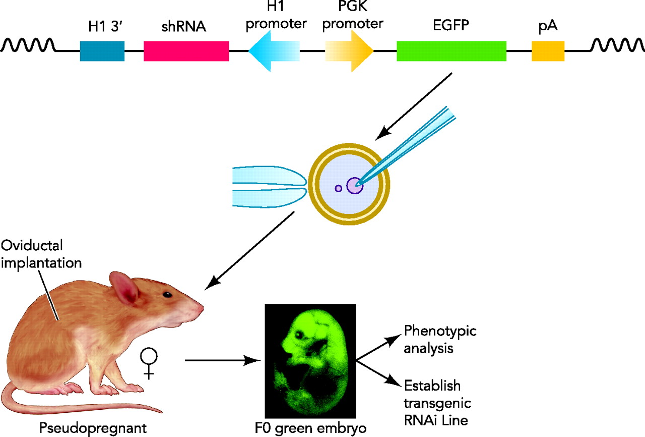 Dampak Positif dan Negatif Rekayasa Genetika (Transgenik)