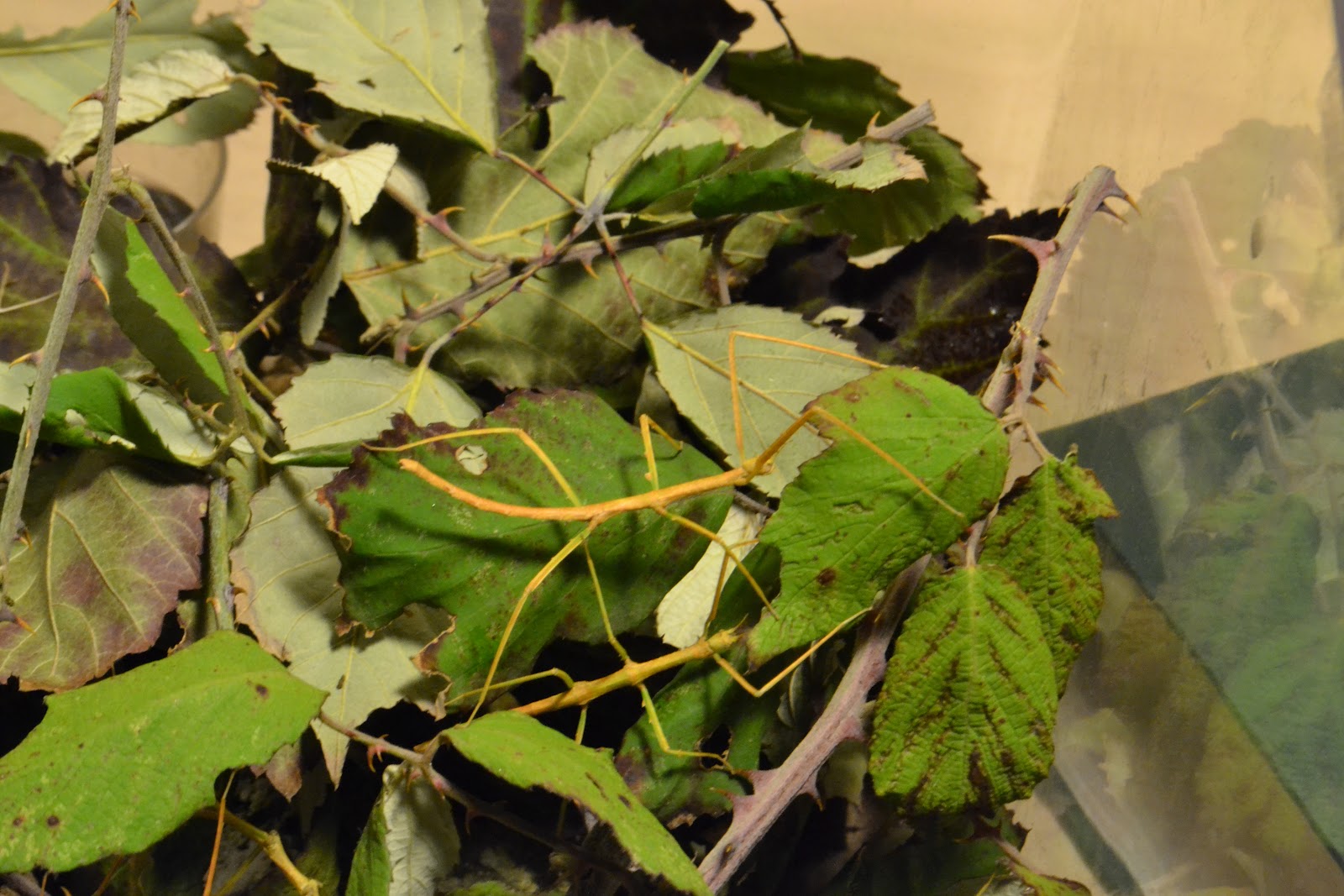 phasmidos: Medauroidea extradentata