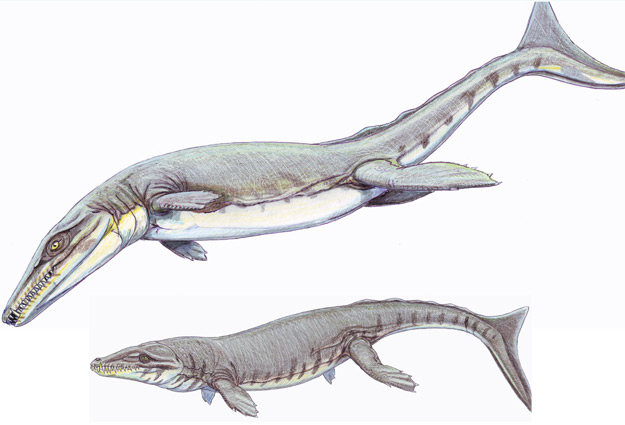 Dakosaurus Size