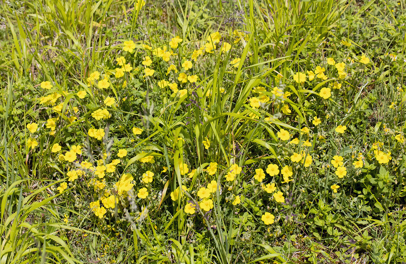Riddlesdown Quarry, Early Summer | Naturally