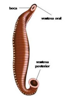 Natureza de mármore: Filo Annelida | Características e anatomia
