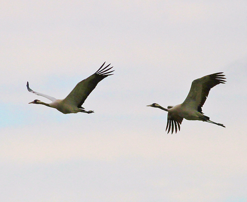 CAMBRIDGESHIRE BIRD CLUB GALLERY: Common Crane