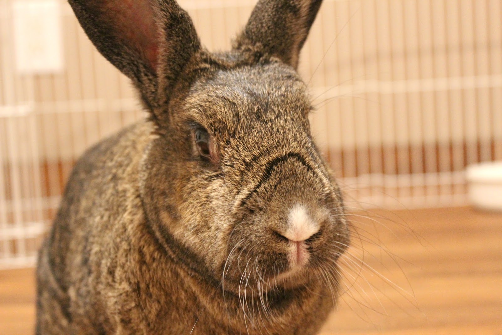 Tales from The Raspberry Rabbits: Rabbit, Rabbit, Rabbit - Welcome to May