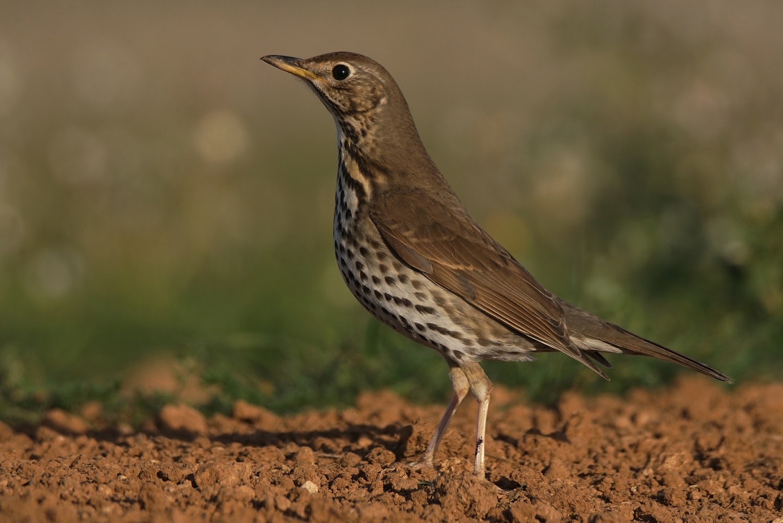 Pasión por las aves: Zorzal común.(Turdus philomelos)