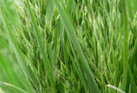 les Jardins de la Sablière: Chères mauvaises herbes : le chiendent