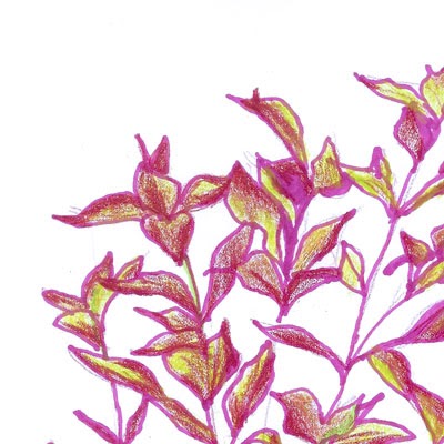 The Rainforest Garden: Sketch A Plant Sunday: Brazilian Red Hots