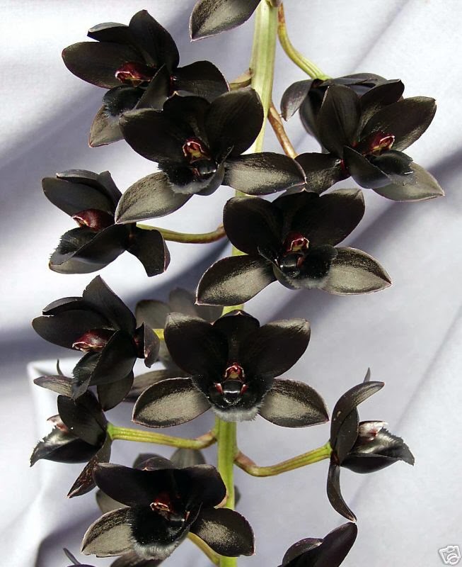 Orquídea Negra - Black Orchid interessantes e raras:Curtilol - Como fazer