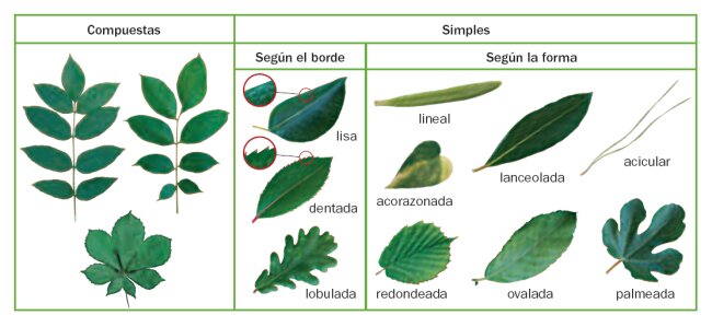 Plants: Clasificación de las hojas según la forma y el borde del limbo