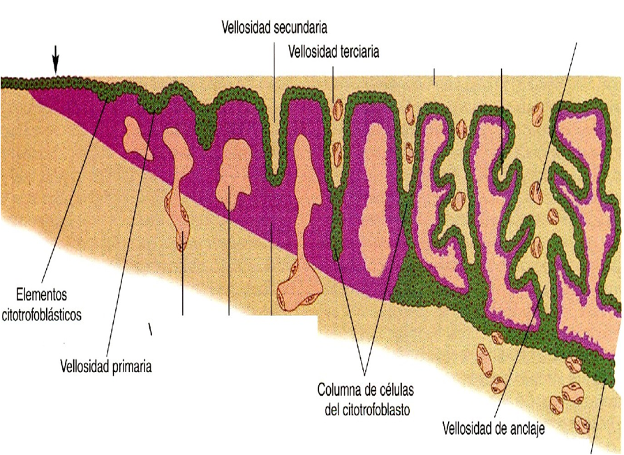 Enfermedad Trofoblastica