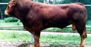 Jenis-Jenis Sapi Potong Sub Tropis - Elinotes review