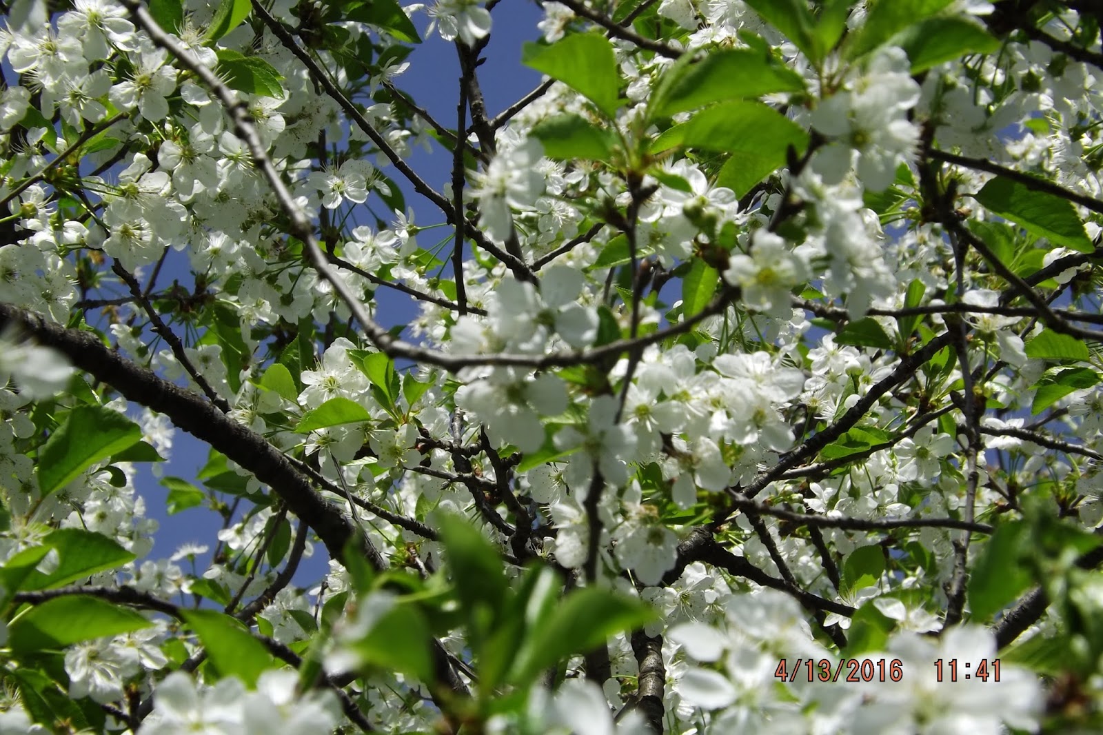 Gradinarit anotimp cu anotimp: Periplu de aprilie in gradina