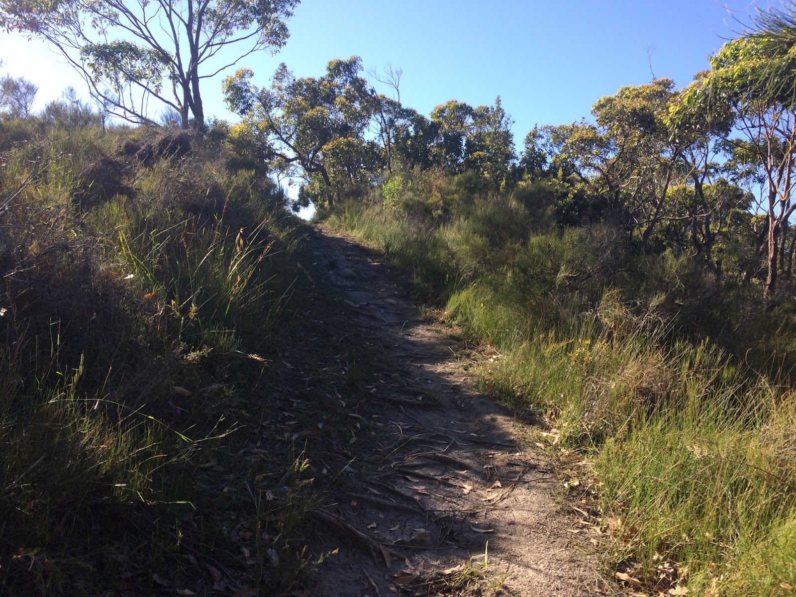 East-Gippsland Birds: Cape Conran Coastal Park