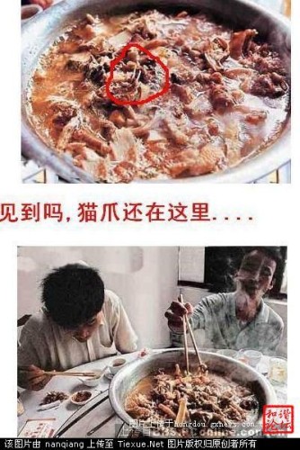 Shocking: Cats Are Being Tortured, Boiled Alive And Served In Chinese ...