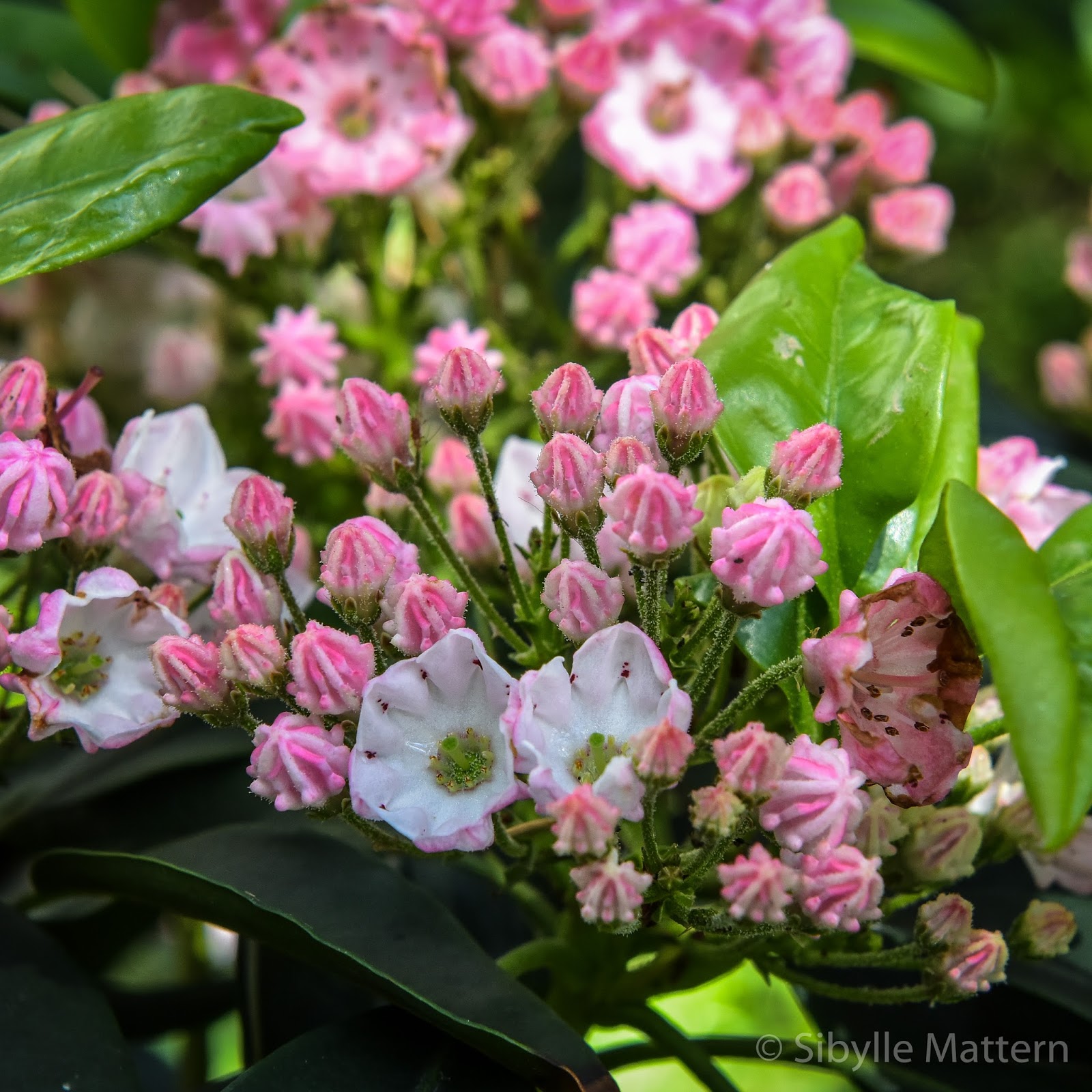 Sibylle's Blog @mohn-images.com: Plant of the Month : Kalmia angustifolia