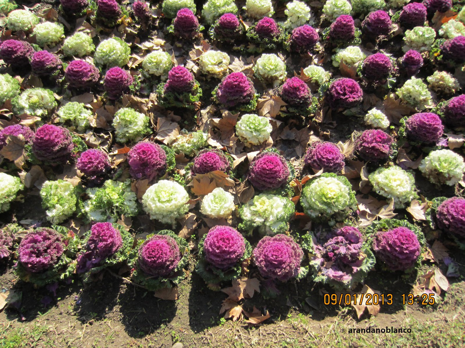 arbustosensevilla-encinarosa: Col de jardín, Brassica oleracea, Beza ...