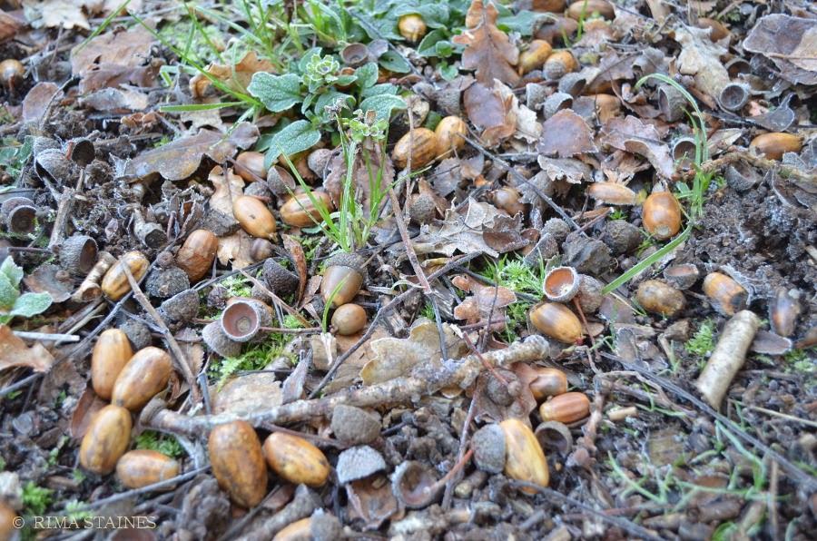 The Hermitage: Silver & Gold