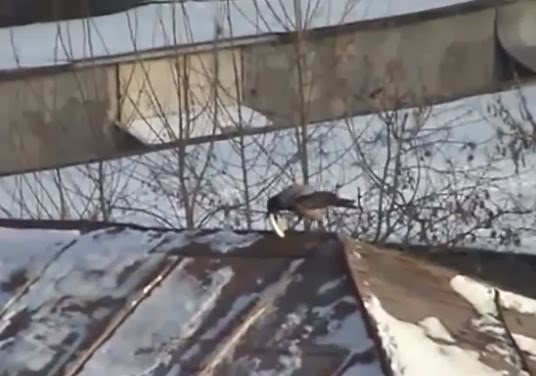 bensozia: A Crow with a Sled