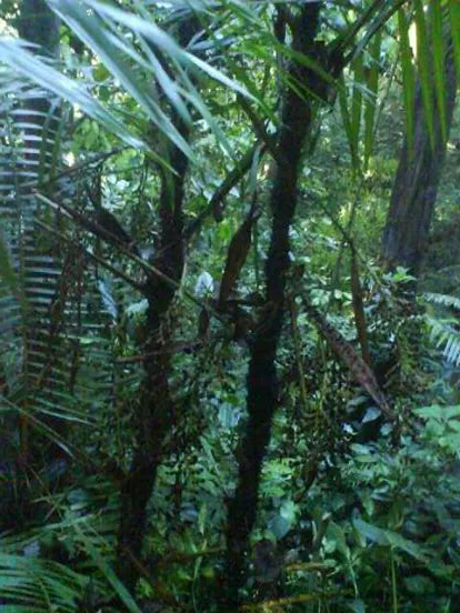 JERNANG (Daemonorops.Sp)