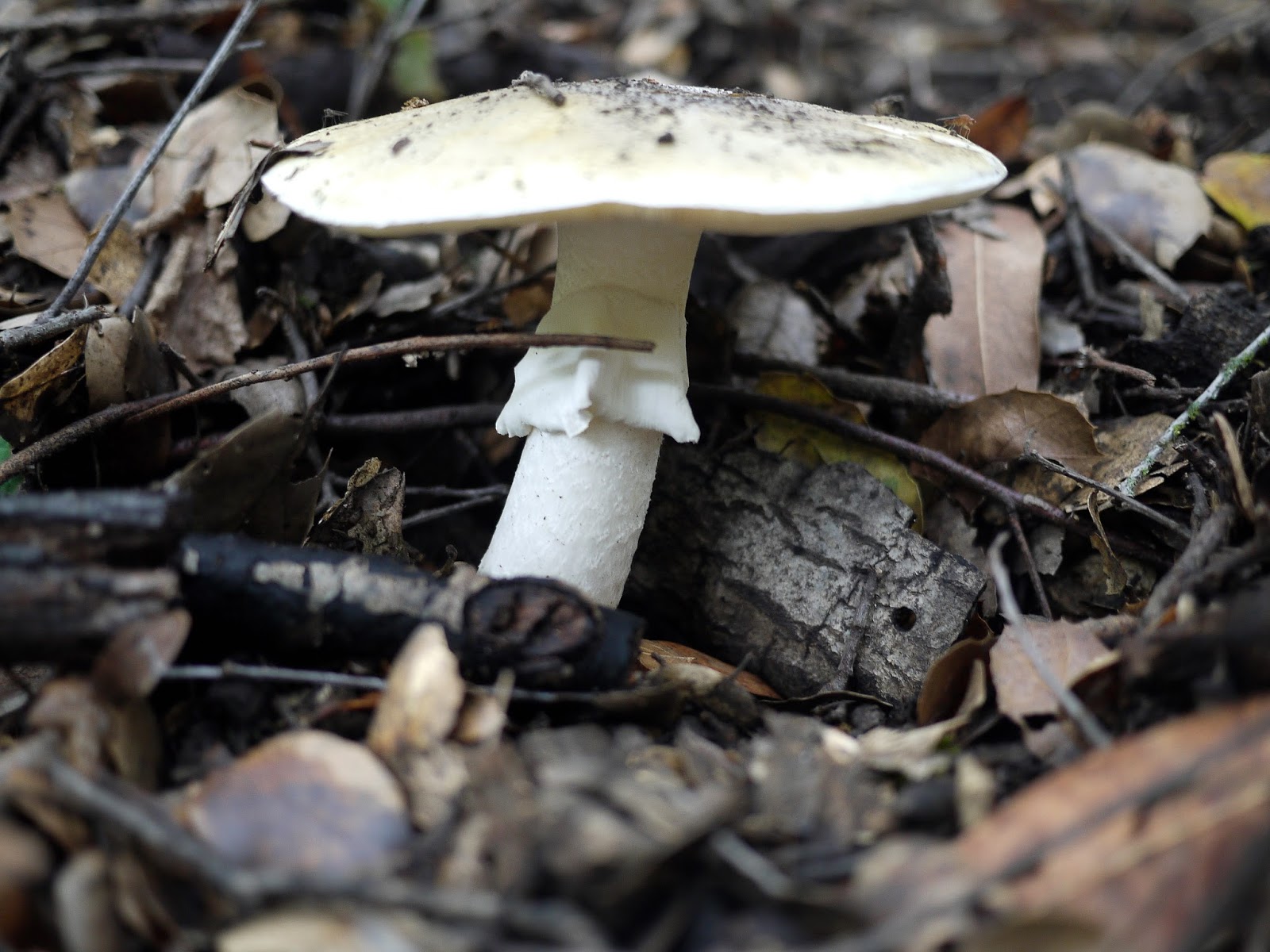 Antisocial Media: 2016