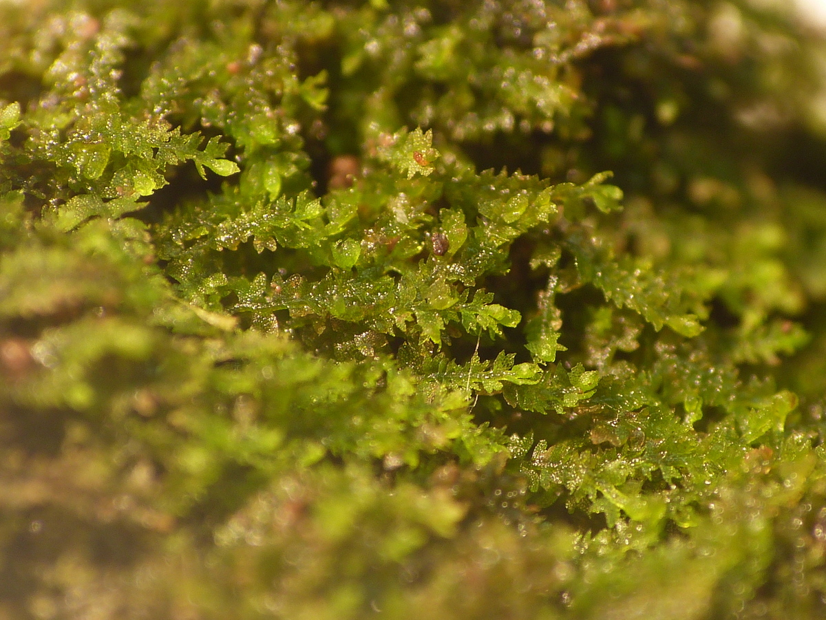 South Wales Bryophytes: Radyr Quarry