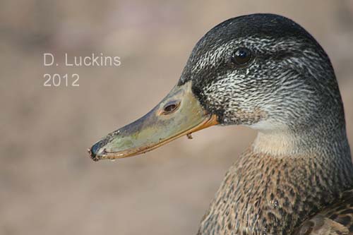 Killdeers, Phoebes and Finches (and Ducks!): Bossy Reappears
