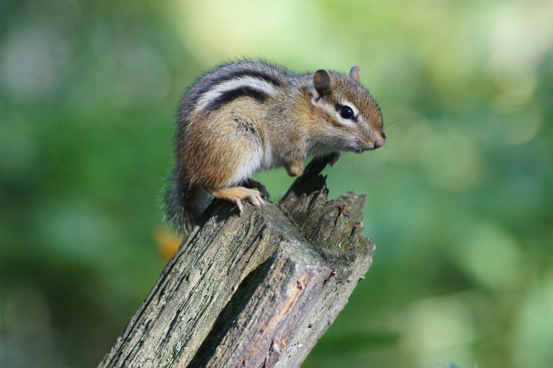 Grow Your Own: Chipmunks in the Garden
